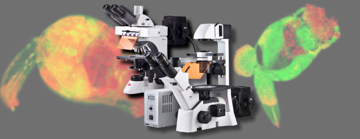 Introduction To Wide Field Fluorescence Microscopy Motic Microscopes