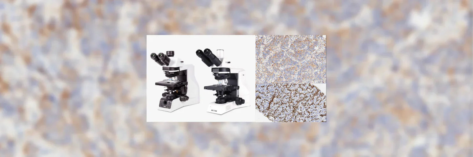 Choosing a Clinical Motic Microscope for Immunohistochemistry (IHC ...