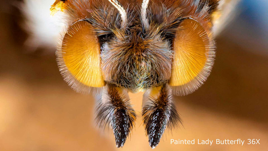 The Structure and Function of a Light Microscope | Motic Microscopes