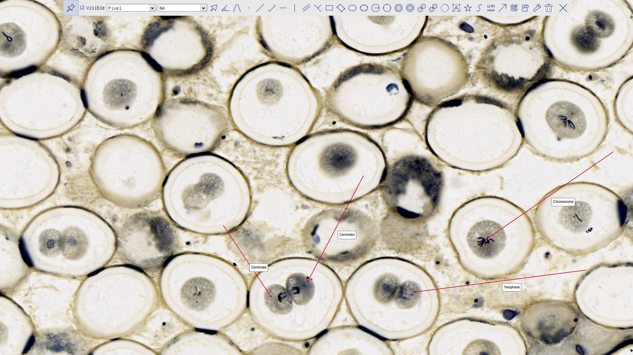Moticam 4000X | Motic Microscopes