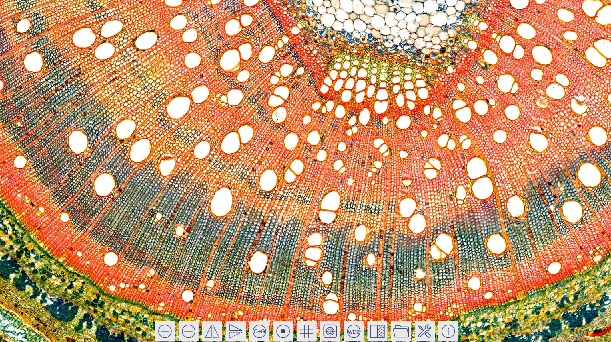 Moticam 4000X | Motic Microscopes