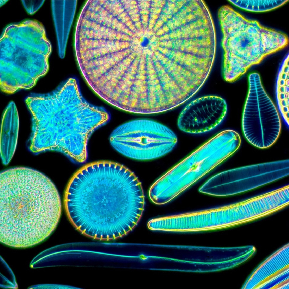 Motic Stereo Microscope – Motic Microscopes